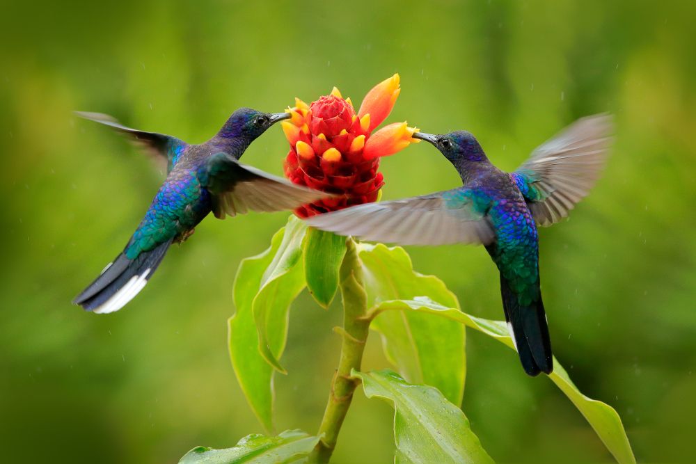 El vuelo del colibrí: precisión y belleza en movimiento